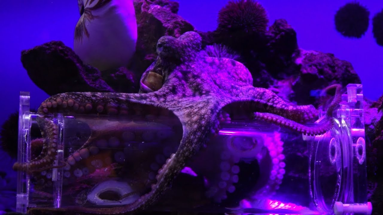 Octopus Intelligence - YouTube