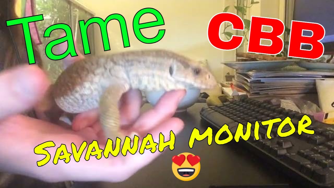 Tame baby savannah monitor - YouTube
