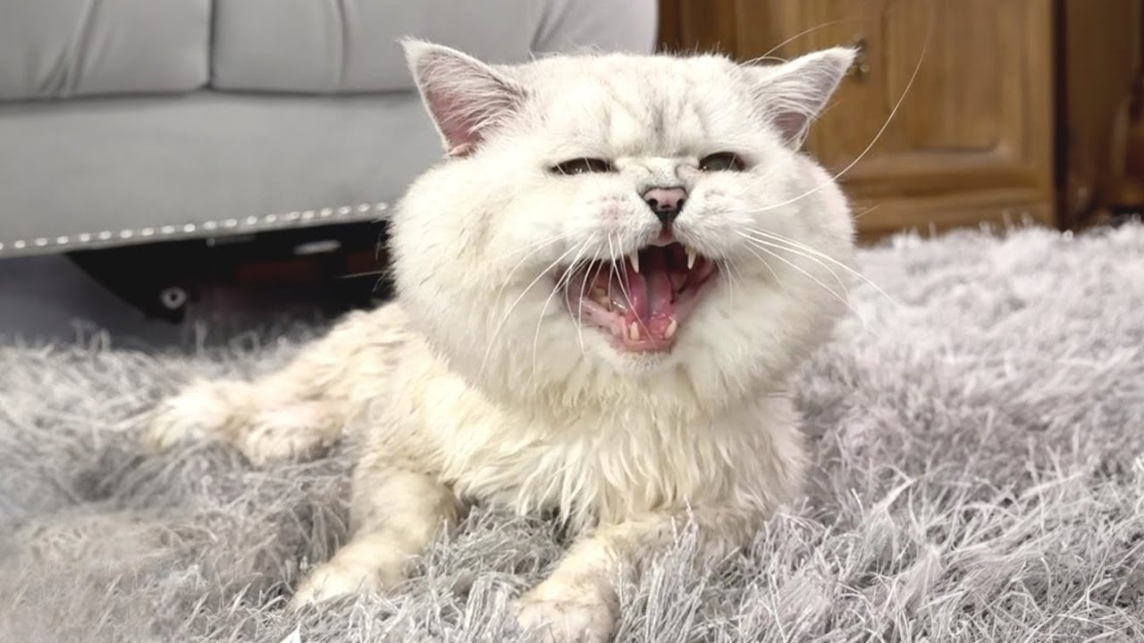 Apollo: The Non-Stop Meowing Machine - YouTube