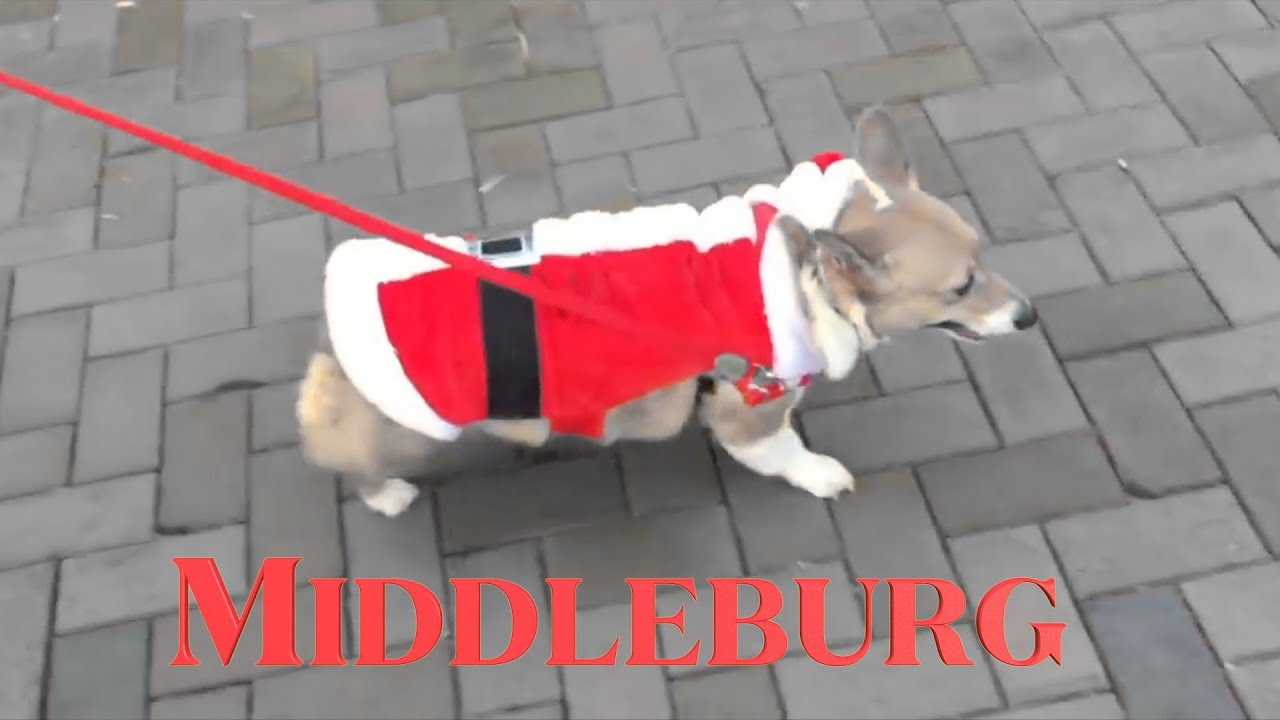 Middleburg Corgi Christmas Parade | Virginia - YouTube