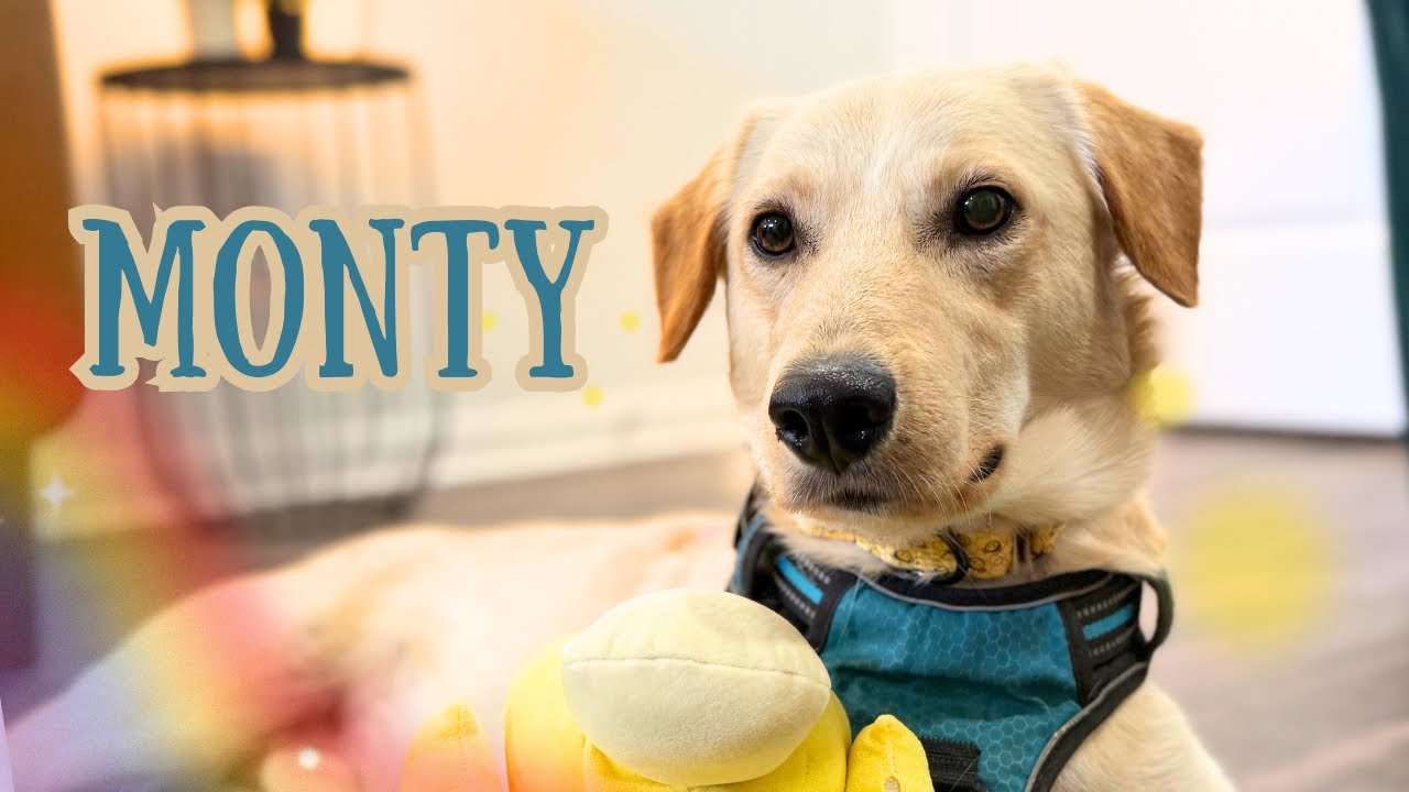 Monty the Most Perfect Mellow Boy - YouTube