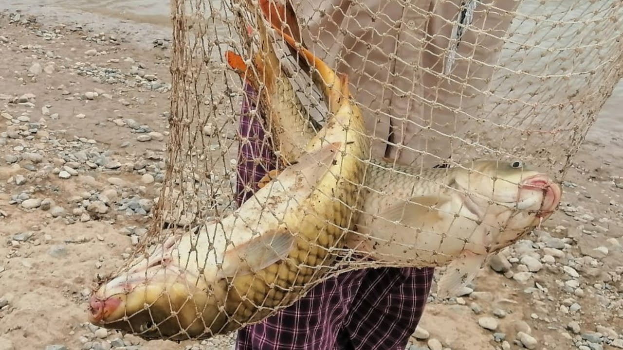 Mangla dam botting club gulfam fishing 2022 || Fishing info - YouTube