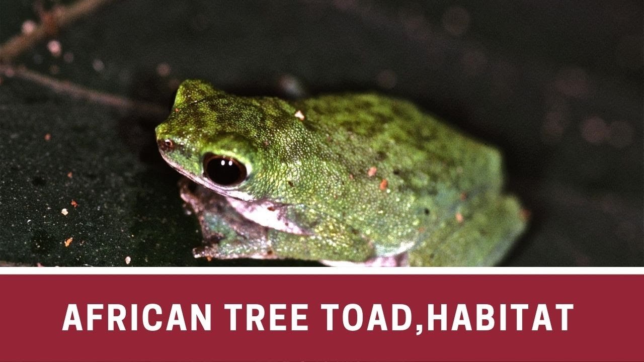 African Tree Toad Scientific Classification, Appearance, Behavior ...