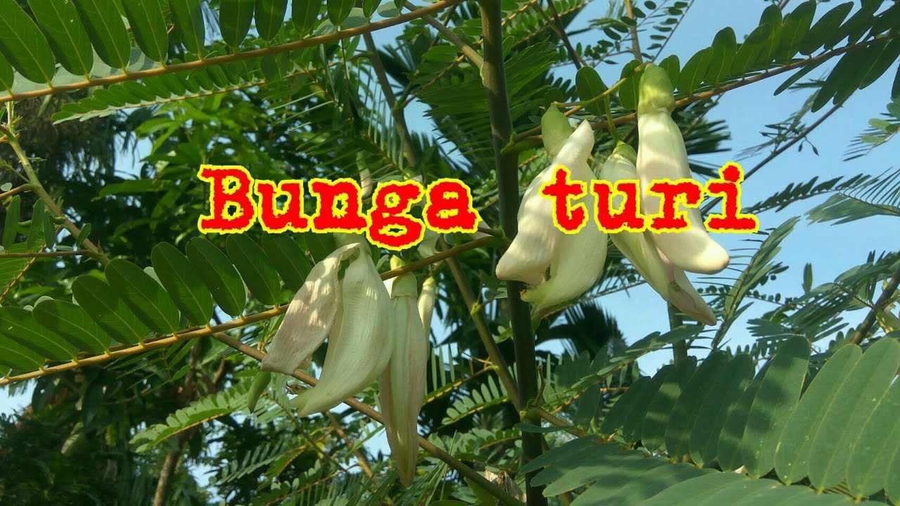 Bunga turi - YouTube