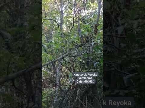 KARATAVUK UZAK YAKIN YEMLENME ÇAĞRI DÜDÜĞÜ REYOKA CALLS ÇAĞIRMA GARANTİLİ ÇAĞRI ÜRETİR SİZİN İÇİN.