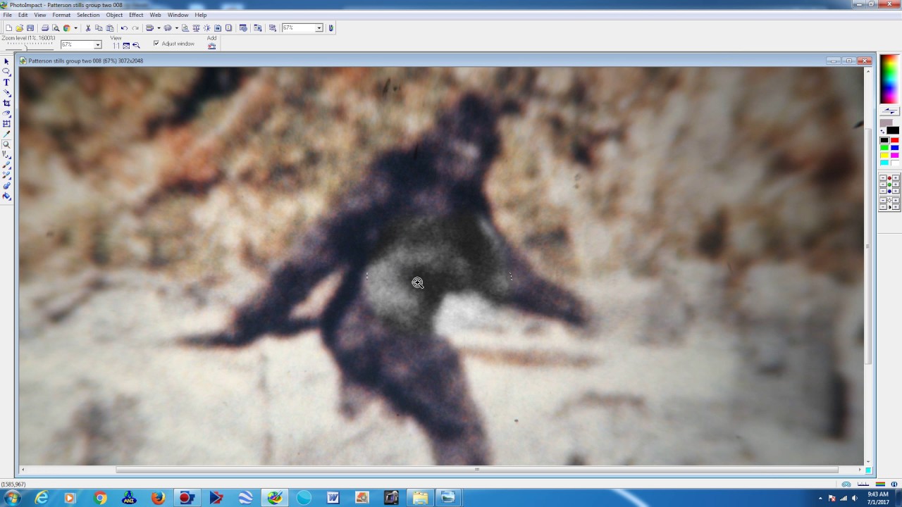 Incredible details on the Patterson Bigfoot film by M.K.Davis. - YouTube