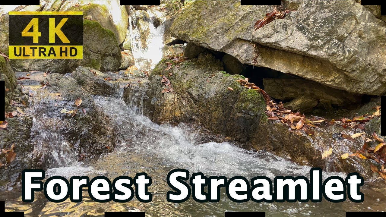 Forest Streamlet - 1Hour 4K Video | Study, Work, Relax - YouTube