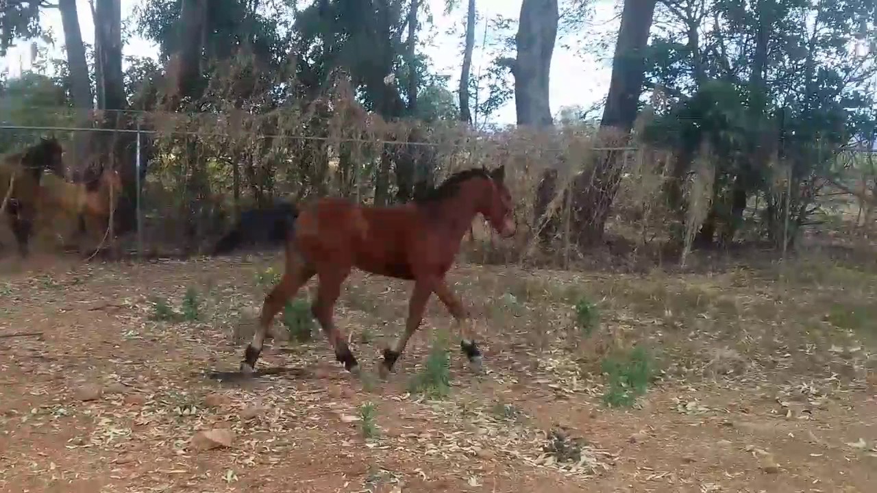 Hermosa potranca cuafrisian de 8 meses en venta - YouTube