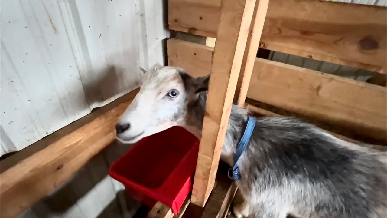 Goat ankle injury, is Frosty mom OK? | Would we like to have a Tilly ...