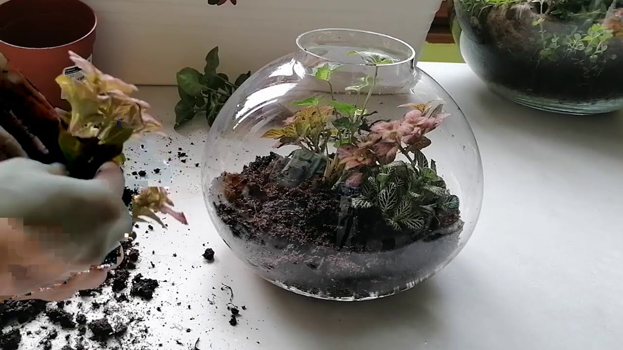 Florarium making - YouTube
