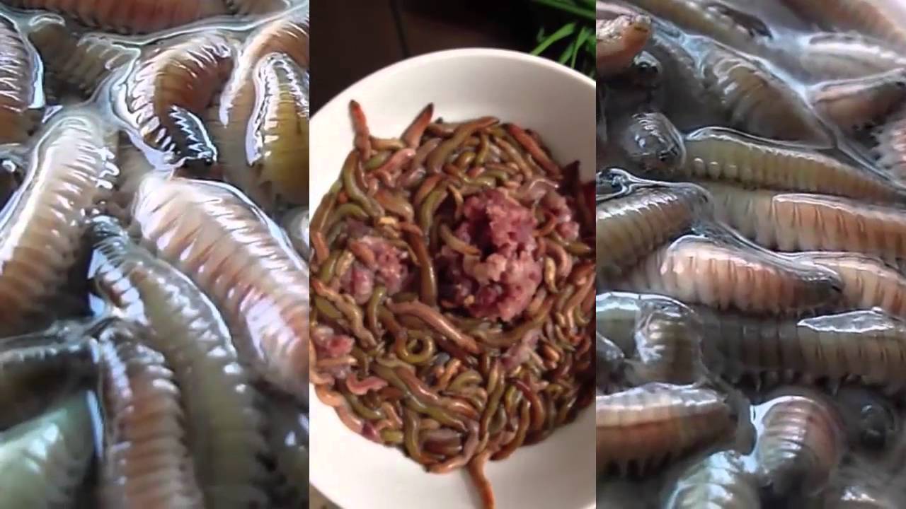 Cooking and eat Blood worm - YouTube