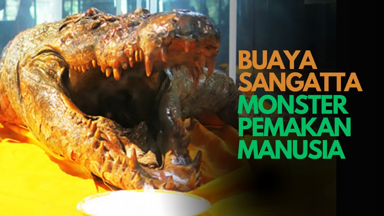 Buaya Raksasa Pemakan Manusia Ditangkap & Diawetkan - YouTube