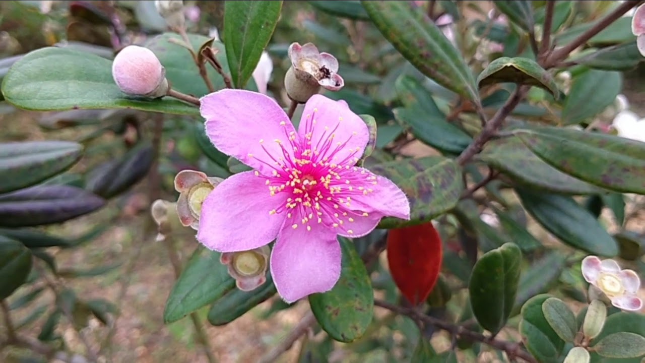 Hoa sim biên giới - YouTube