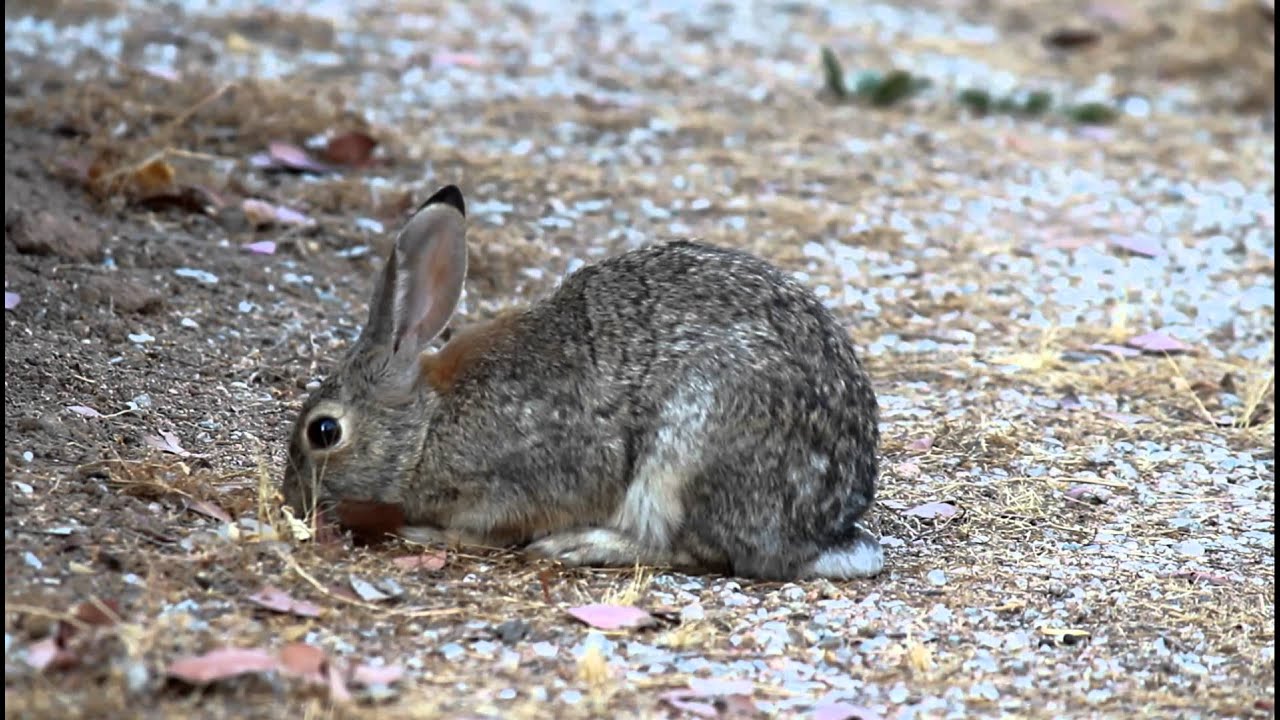 "Black Tip" my wild Cottontail Rabbit Friend - YouTube