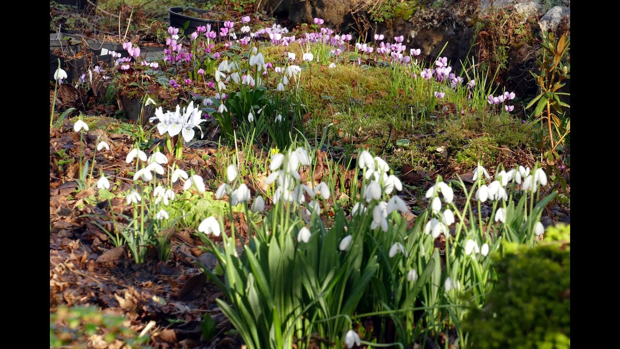 Bulb Log Video Diary 22 02 25 - YouTube