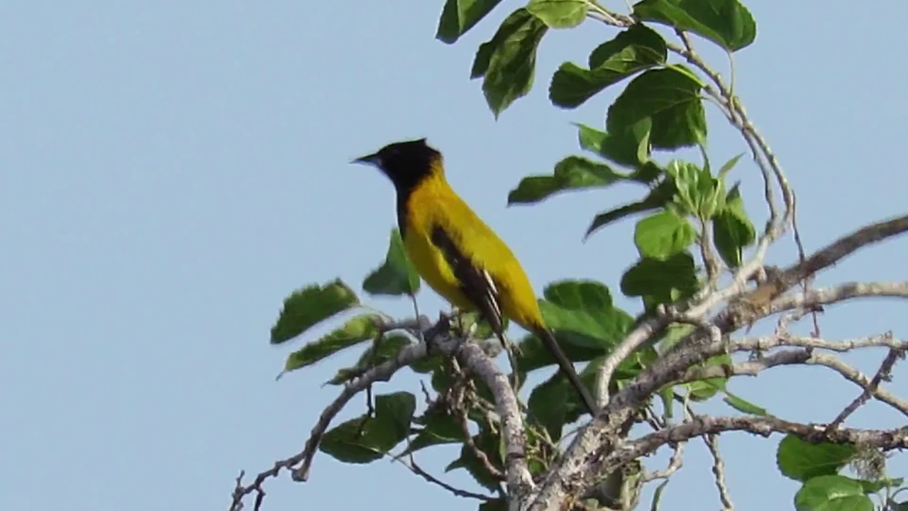 Audubon's Oriole (Icterus graduacauda) Chirping Calling Singing - YouTube