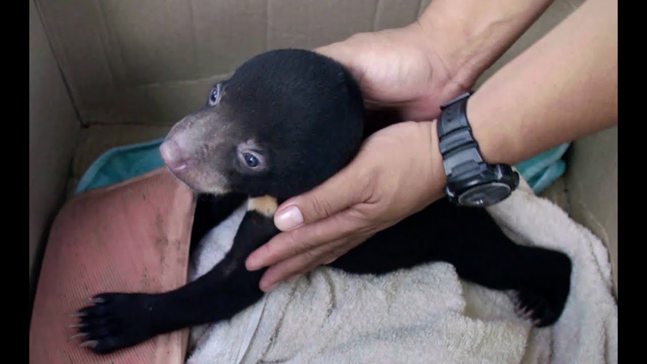 Cute bears get help from caring humans - YouTube