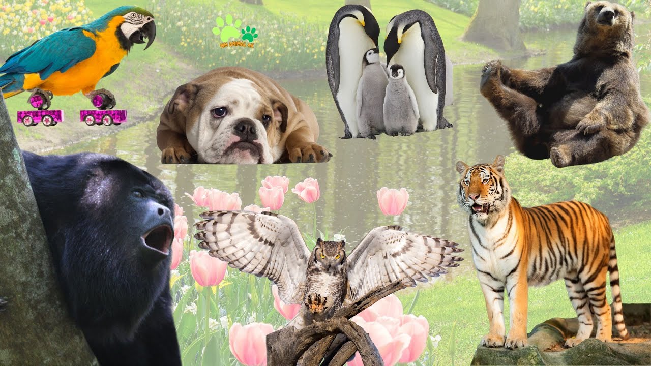 Interesting life of animals: Parrot, Bear, Tiger, Monkey, Penguin, Dog ...
