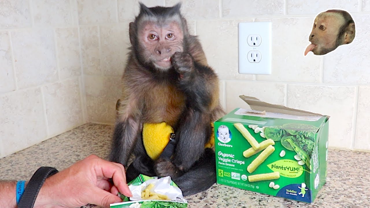 Capuchin Monkey LOVES Veggie Crisps! - YouTube