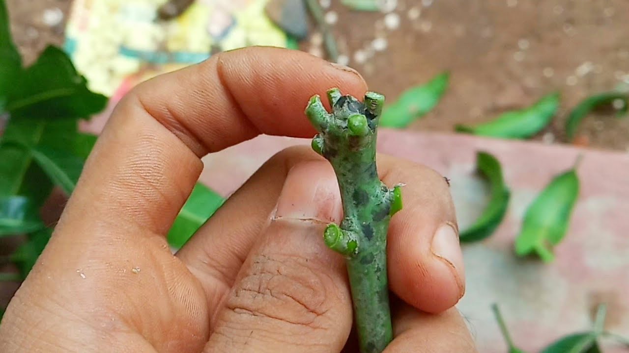 How to select best Mango scion, scion selection for Stone grafting ...