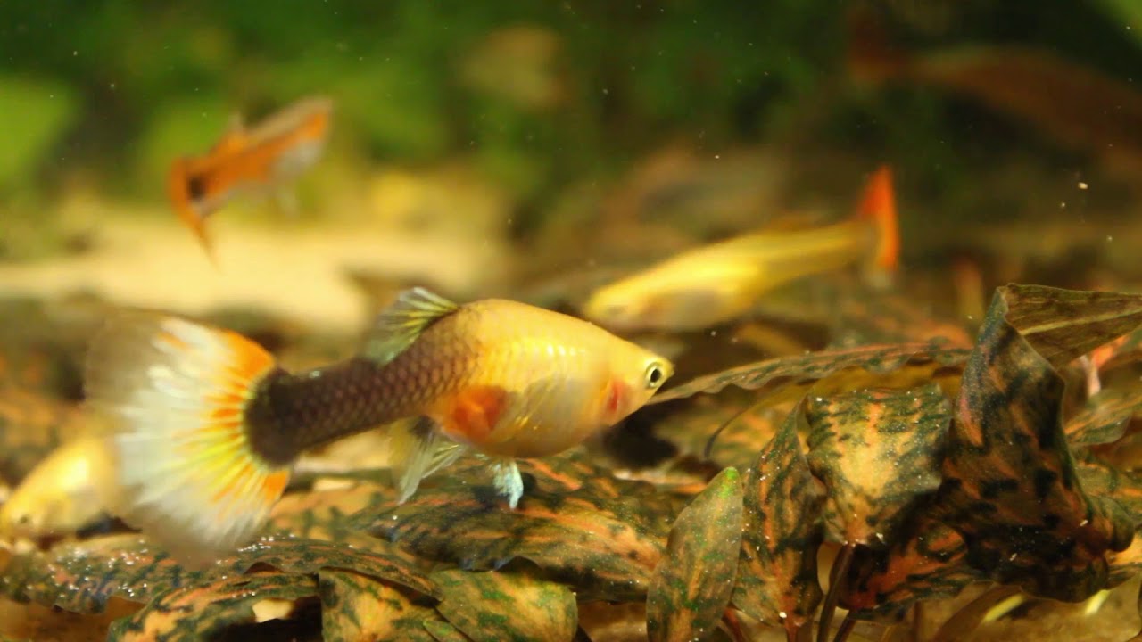 Breeding Guppies Extremely Rare Females - Mr. Guppy - YouTube