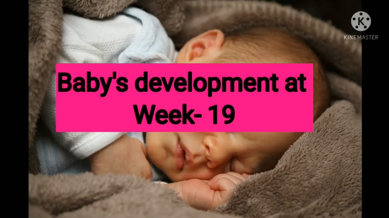 Baby's Development at Week- 19| Baby's development at 19th week of ...