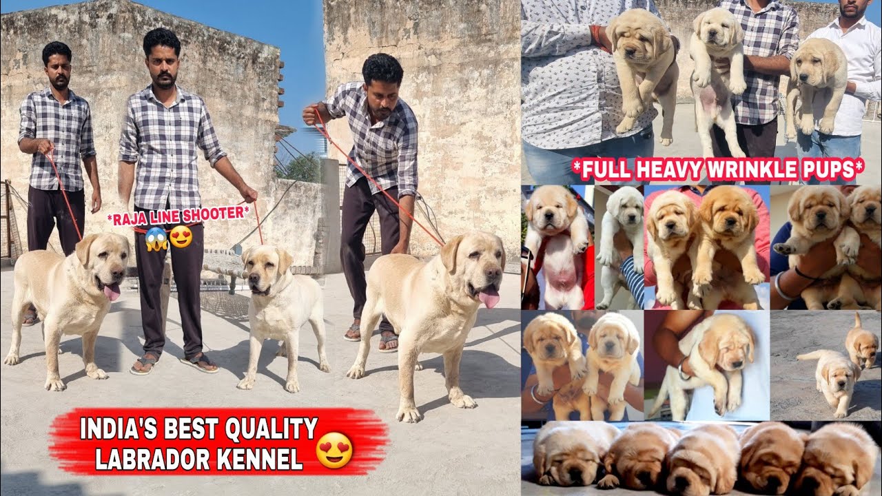 India's Best Quality Labrador Kennel | Dog Farming in India | Labrador ...