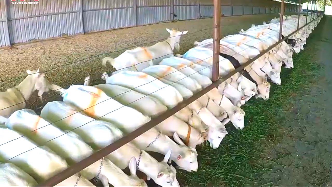 Modern Goat Milking / Goat Farming Technology -/ Goat Meat Cutting in ...