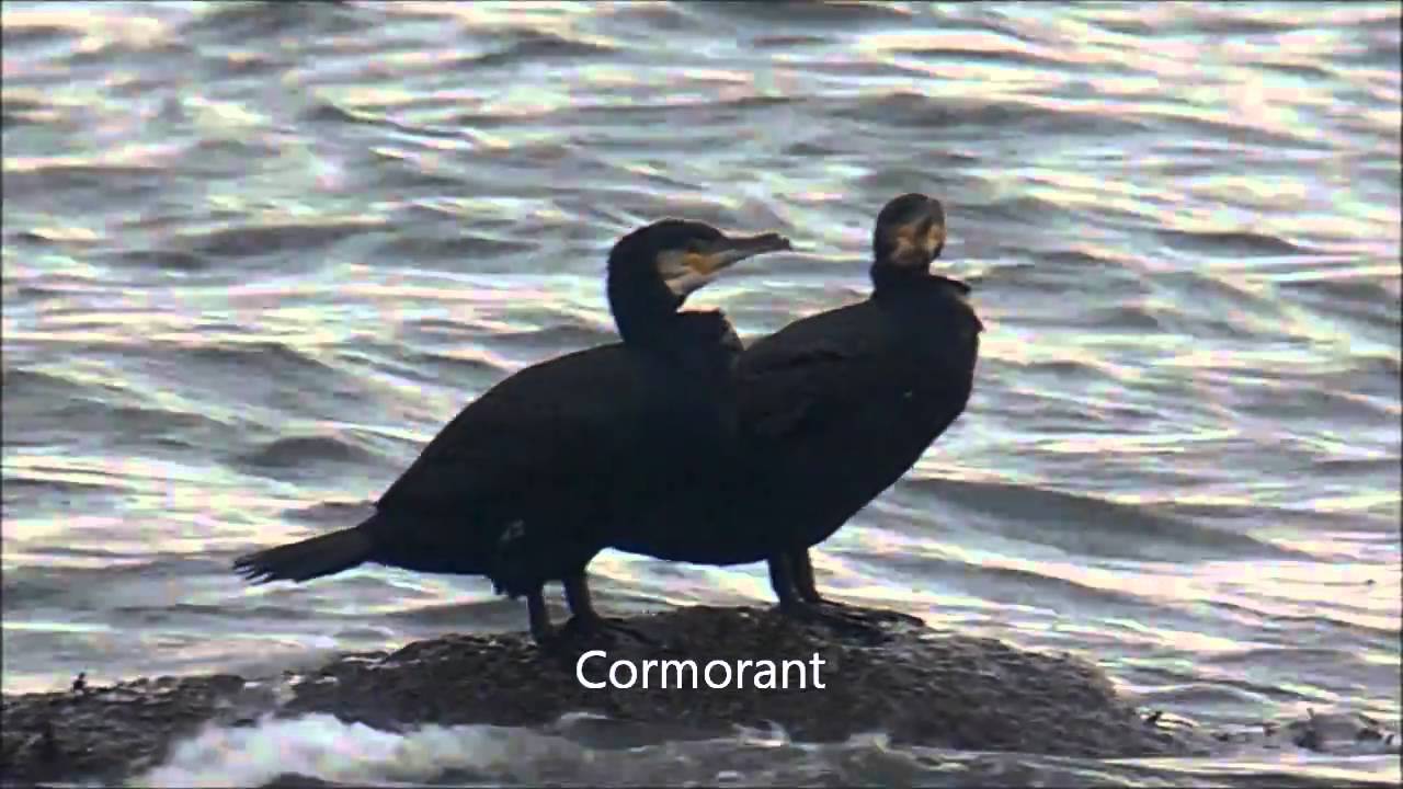 Ardmore point and cardross 24 january 2011 - YouTube