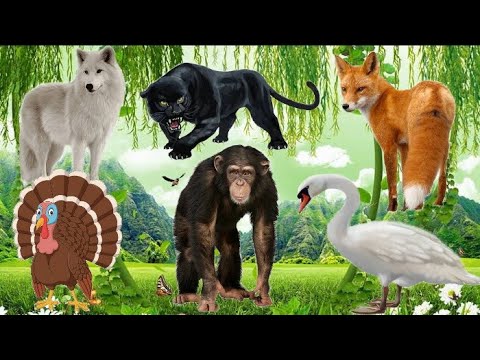 cute animal videos and videos of wild animal moments of wolves ...