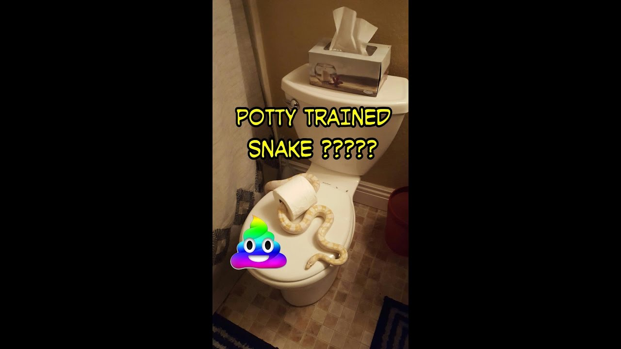 Potty Trained Snake??? - YouTube
