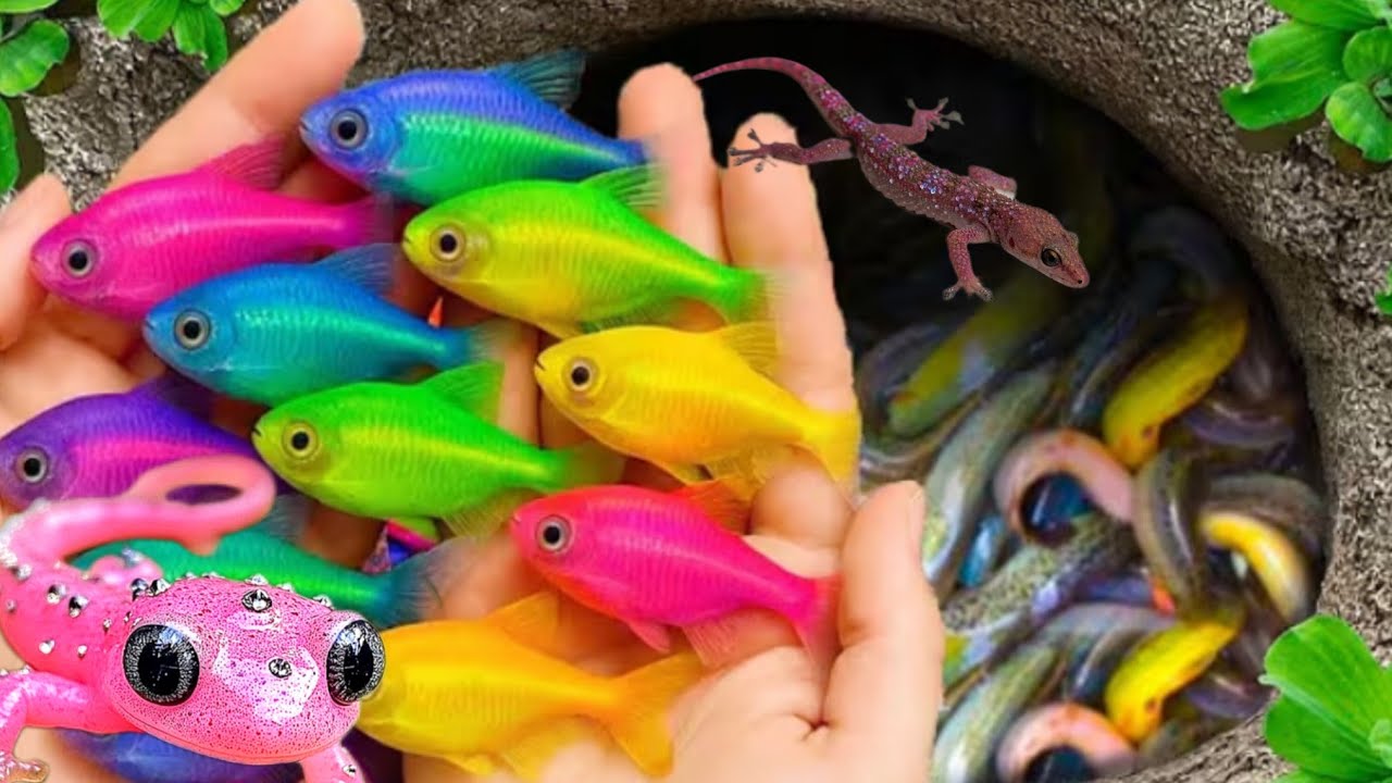 Catch beautiful aquarium fish in small pond baby turtles, koi, Sailfish ...