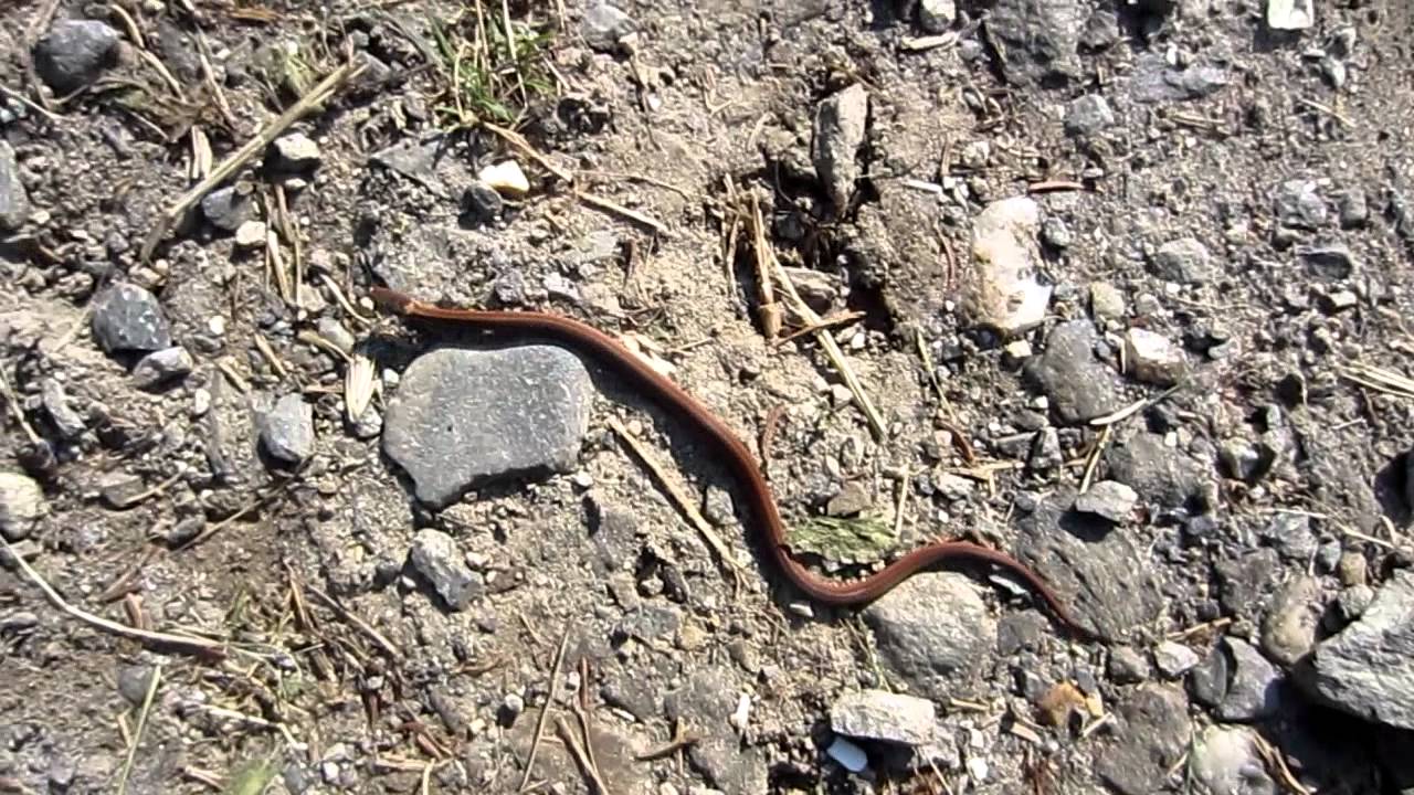 Baby Ring Neck Snake - YouTube