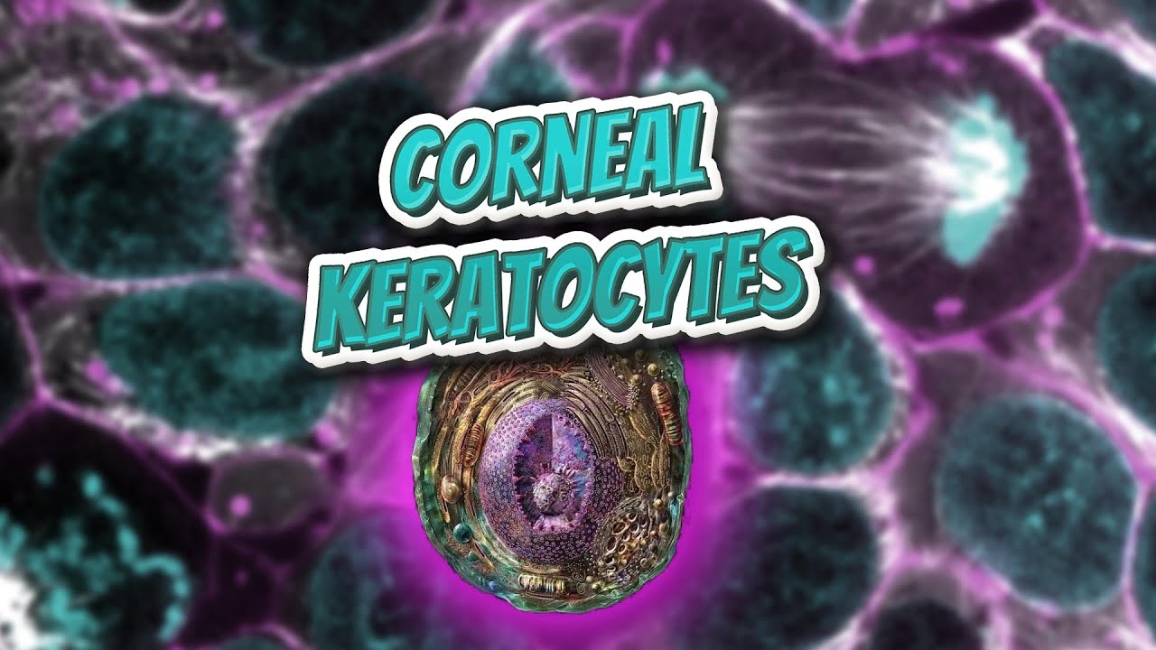 Corneal keratocytes (Everything Human Cells) 💬👁️🕺🔎 - YouTube