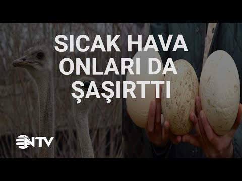 @NTV  Hava sıcaklığına aldanan deve kuşları yumurtlamaya başladı