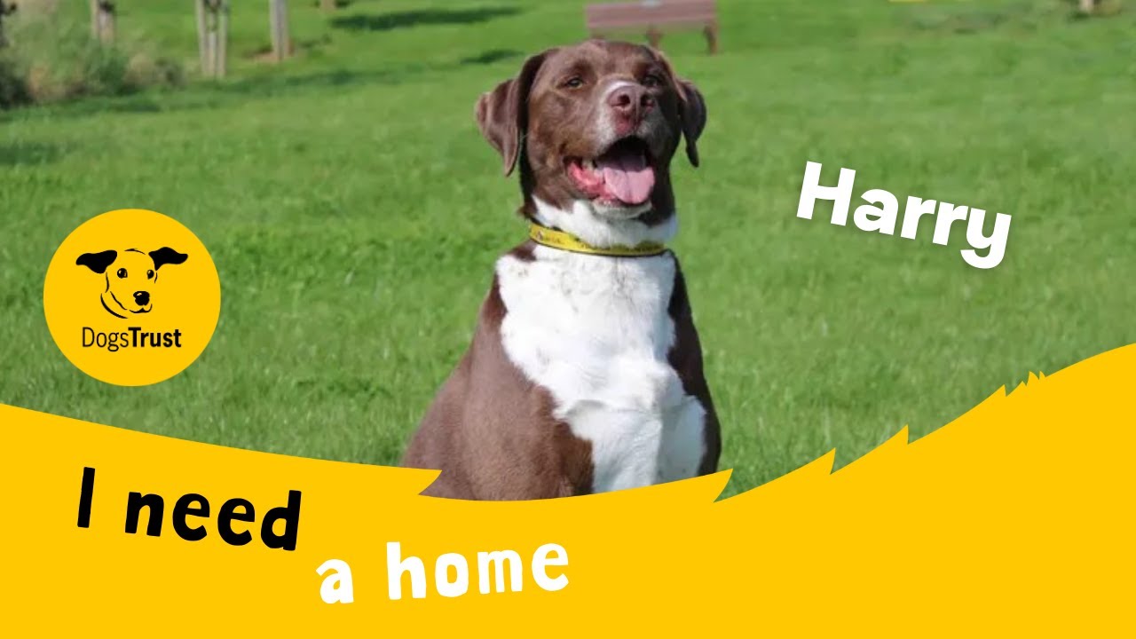 Harry Dogs