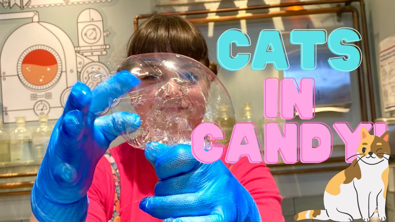 Putting Cats In Candy! - YouTube