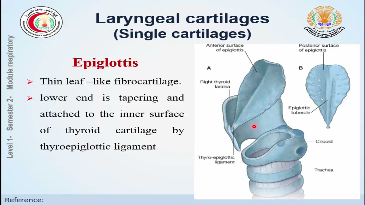 Larynx and trachea - YouTube