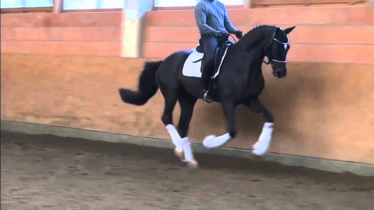 **SOLD** 2011 gelding by Diamond hit - YouTube