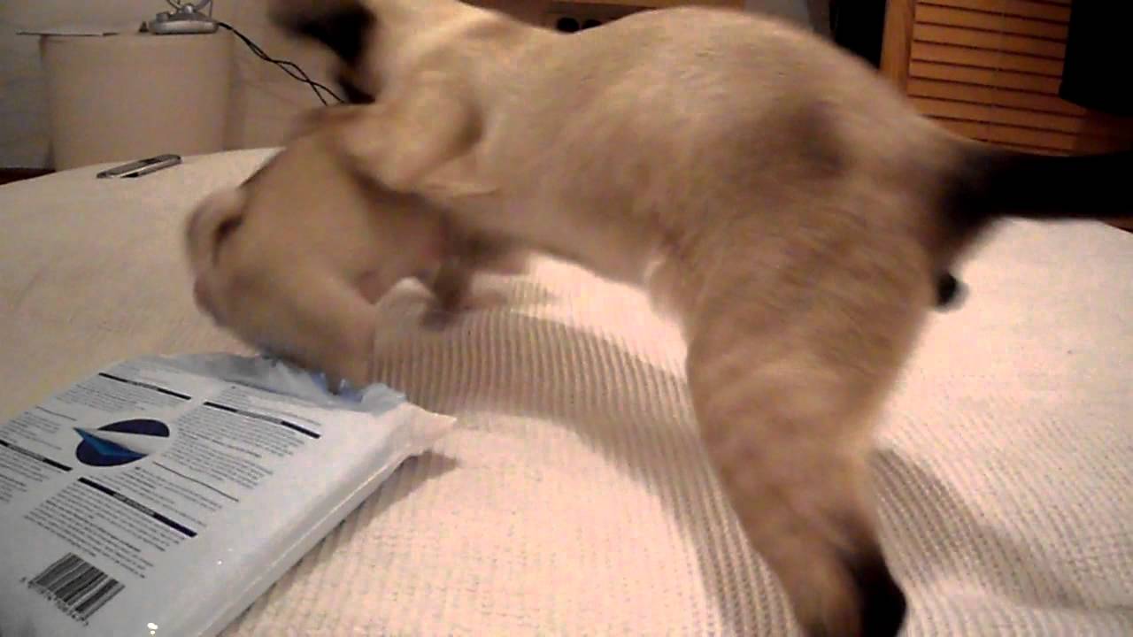 My Puppy Pug and Siamese PlayFighting - YouTube