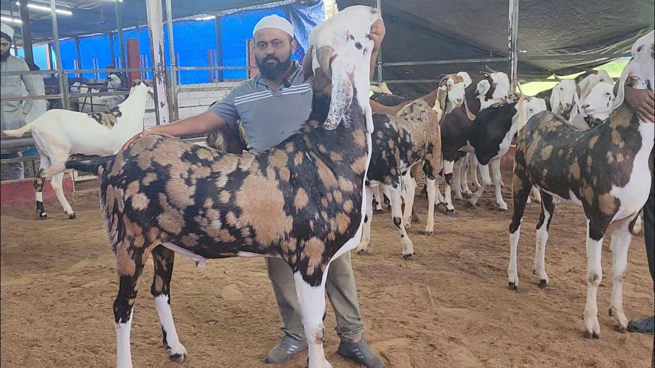 Season Ka Sabse Bada Bakro Ka Collection Aagaya At Al Karam Agro Goat ...