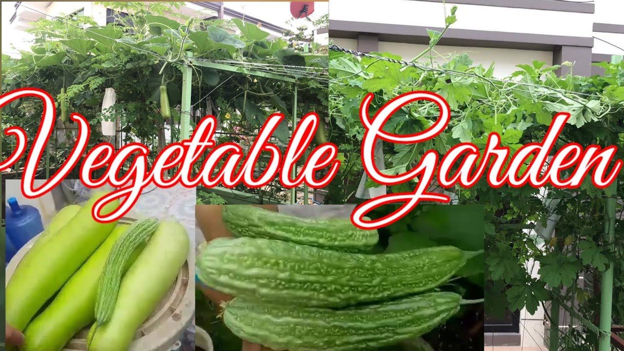 HARVESTING BOTTLE GOURD(UPO) & BITTER MELON (AMPALAYA) || VEGETABLE ...