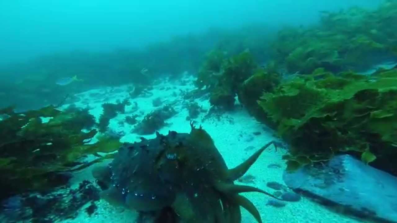 Bass Point - The Gutter (Blue Devil Cave) - YouTube