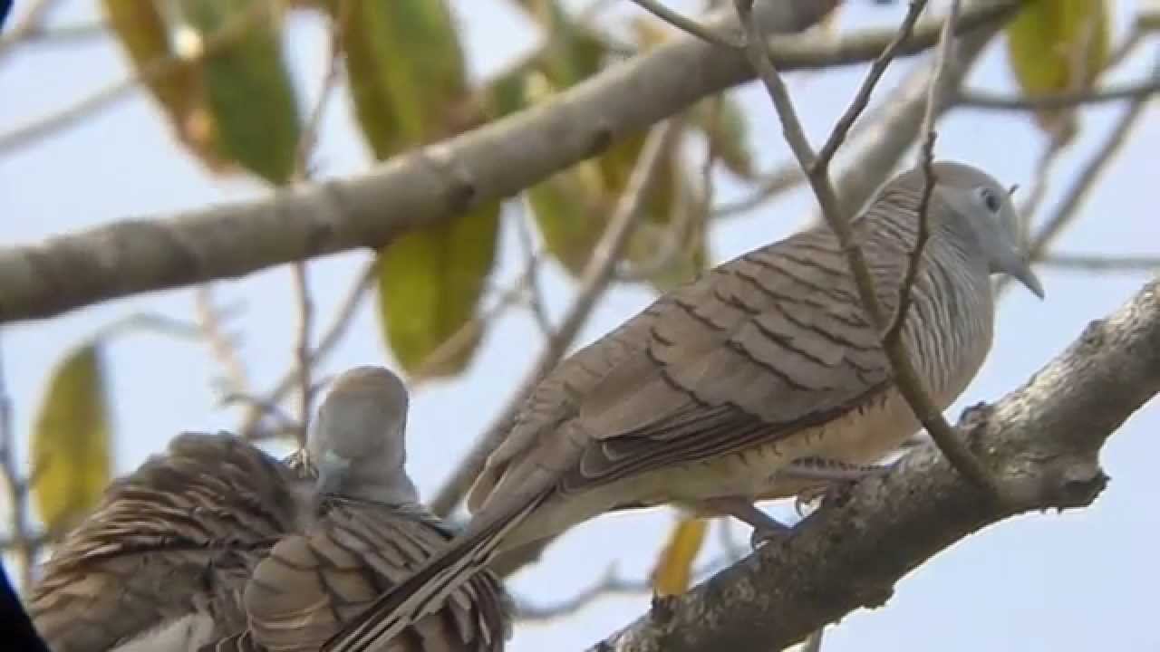 Wan Abhab: Digiscoping - Merbok Bird - YouTube