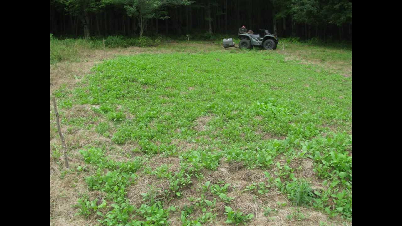 Food Plot Building Before And After - YouTube