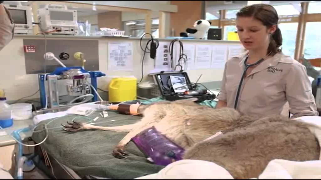 Kangaroo with arrow through it's head has lifesaving surgery - YouTube