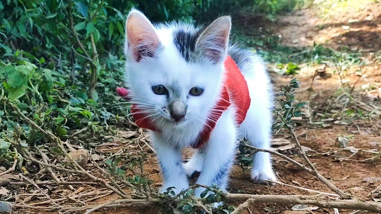 🐈🐈🐈MEOWING CUTE - Cat Cute - Animal Sound - Anak kucing lucu 😺 636 ...