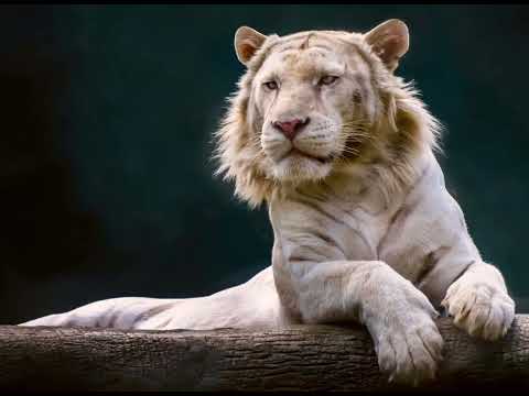 White Tigon Sound Effects 🐅 🔊