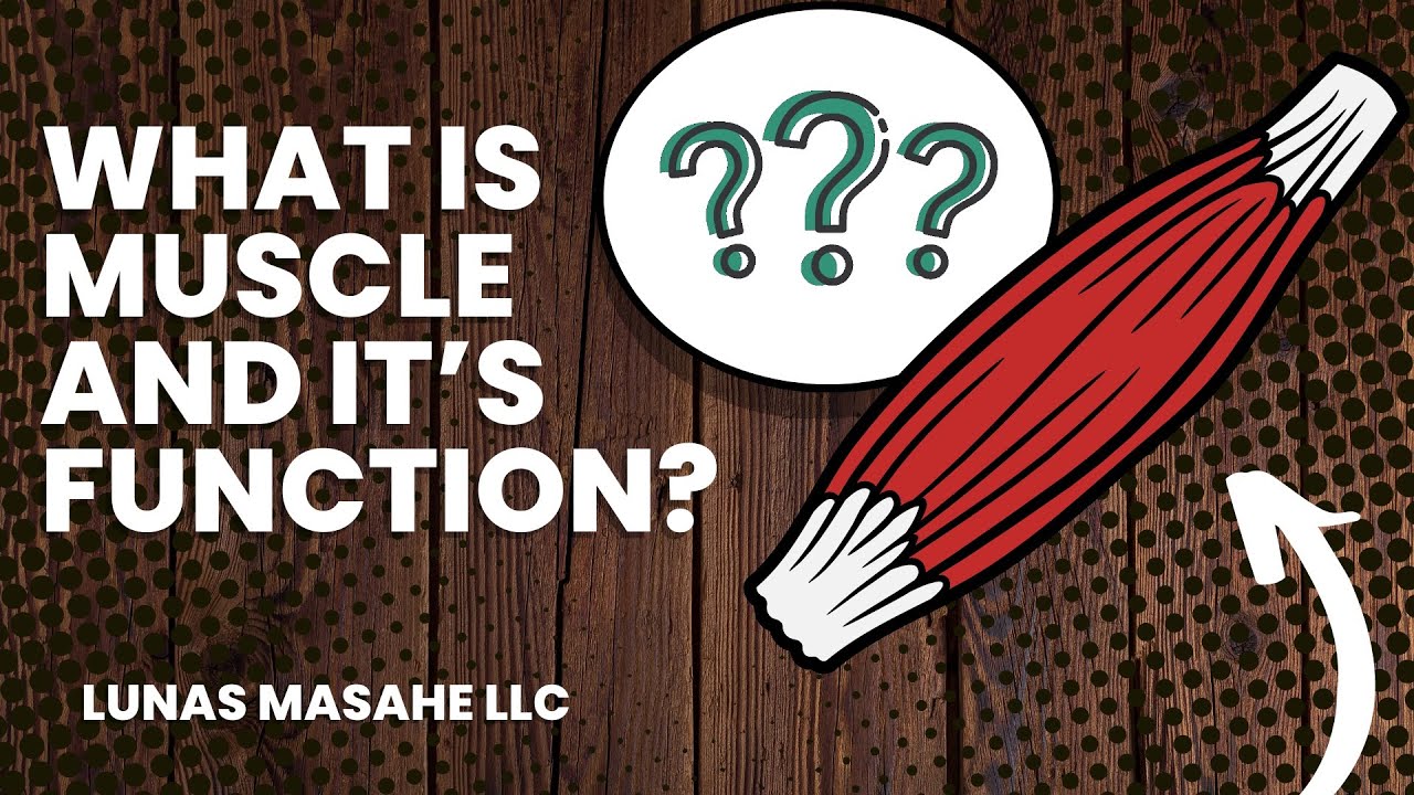 WHAT ARE MUCLES AND IT’S FUNCTIONS TO OUR BODY@CrisandherChaosFamily ...