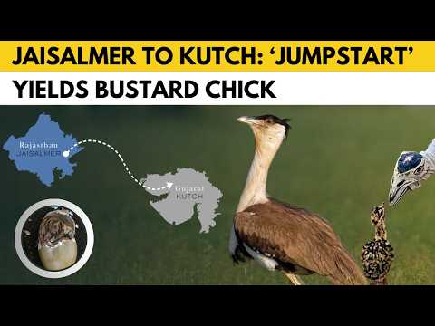 New hope as ‘Jumpstart’ initiative succeeds with birth of Great Indian Bustard chick
